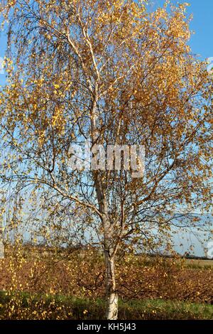 Single silver birch tree (Betula pendula) during winter against a blue ...