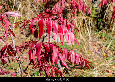 Sumac,Rhus, growing in a nature park, Bluff Creek Trail in Oklahoma ...