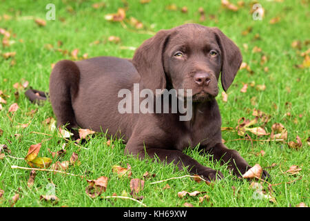 A labradinger or springador puppy dog looking at something that has ...