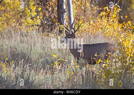 Mule Deer Buck in the Fall rut in Colorado Stock Photo - Alamy