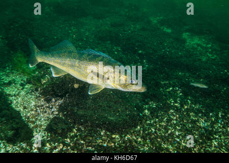 Walleye fish in the St-Lawrence River Stock Photo - Alamy
