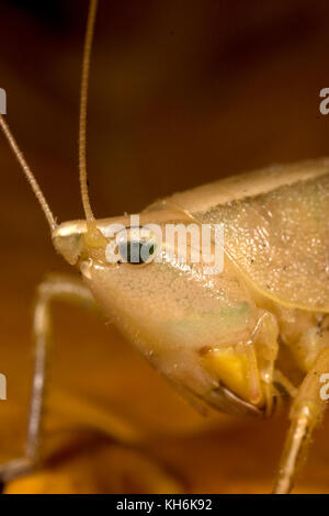 Brown Conehead Katydid, possibly: Pyrgocorypha uncinata Stock Photo - Alamy
