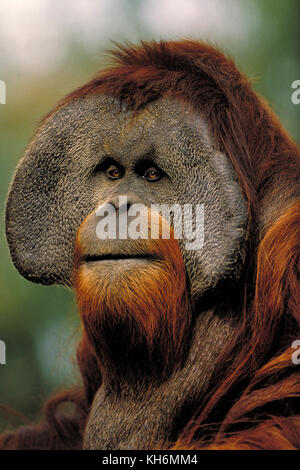 Portrait of male Sumatran orangutan (Pongo abelii) in Gunung Leuser ...