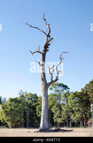 Old dead skeleton of a eucalypt gum tree in a paddock in a rural ...