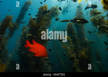 The bright orange Garibaldi fish adds some color to the kelp forests of ...