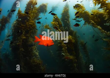 The bright orange Garibaldi fish adds some color to the kelp forests of ...