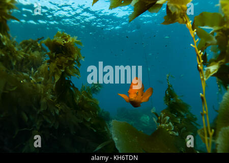 The bright orange Garibaldi fish adds some color to the kelp forests of ...