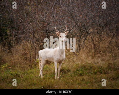 Albino deer white goat isolated in the wild stack with albinism rare ...