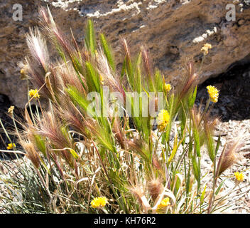 Green heads of Barley Grass weed Hordeum leporinum Family Poaceae ...