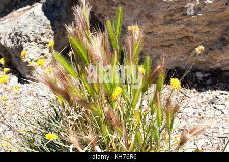 Green heads of Barley Grass weed Hordeum leporinum Family Poaceae ...