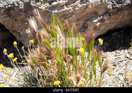 Green heads of Barley Grass weed Hordeum leporinum Family Poaceae ...