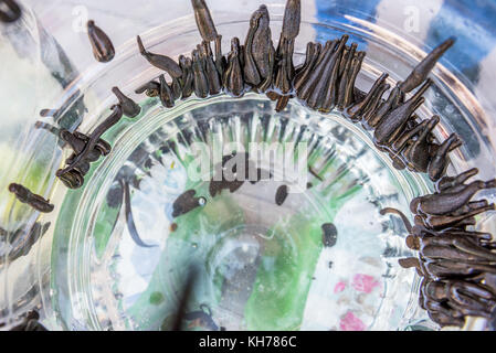 Many Medical leeches in plastic bottles.Sucking leeches for veins ...