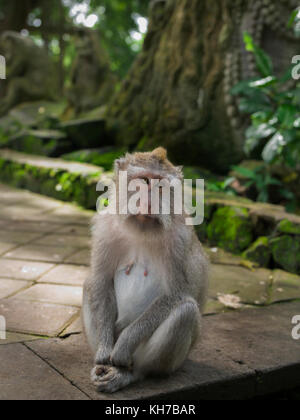 Bali, monkeys, nature park, Indonesia, islands, Indian Ocean Stock ...