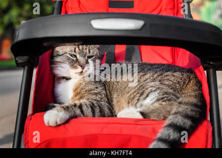 Cute little kitten in stroller isolated on white Stock Photo - Alamy