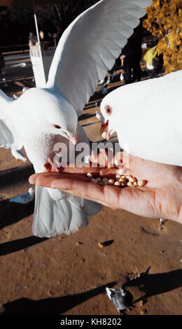 two doves in a fight Stock Photo - Alamy