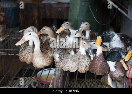 Ducks in Chinese Market Stock Photo - Alamy