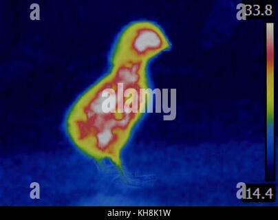 Bird Flu Disease Inspection with Thermal Imaging Infrared Camera Stock ...