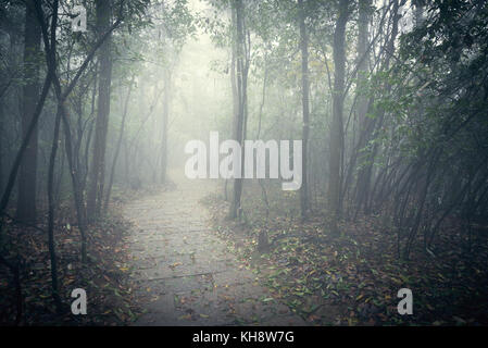 Wet stone path in Zhangjiajie Forest Park at rainy autumn day time ...