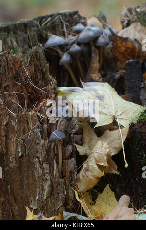 Mycena sp mushrooms on an old stump, closeup Stock Photo - Alamy