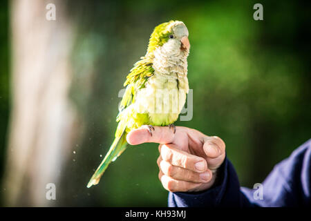adorable parrots domestic on the hand Stock Photo - Alamy