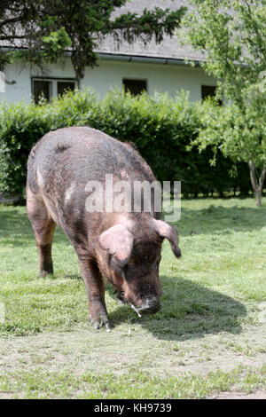 Duroc male pig graze on organic bio farm household Stock Photo - Alamy