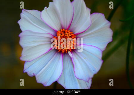 Pink cosmo blossom in the summer garden Stock Photo - Alamy