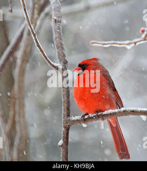 Male Northern Cardinal on Icy Pine Tree Stock Photo - Alamy
