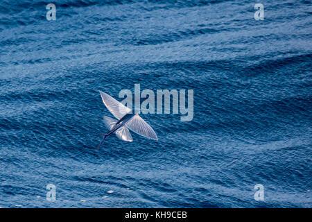 A flying fish with fins spread wide gliding above the surface of the ...