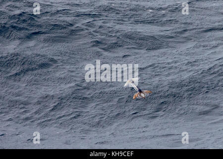 Little known flying squid take off from the water by jet propulsion to ...