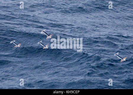 Little known flying squid take off from the water by jet propulsion to ...