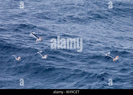 Little known flying squid take off from the water by jet propulsion to ...