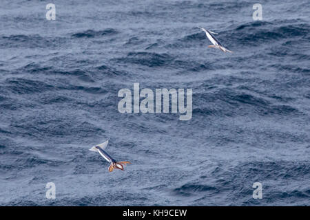 Little known flying squid take off from the water by jet propulsion to ...