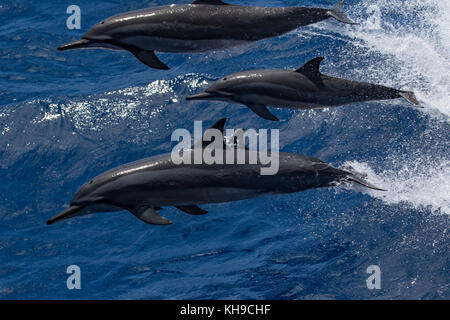 A pod of spinner dolphins racing along side the expedition ship ...