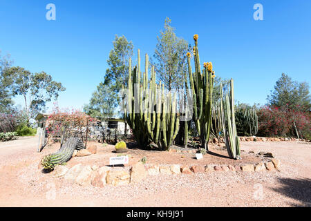 Bevans Black Opal & Cactus Nursery - Lightning Ridge, New South Wales ...
