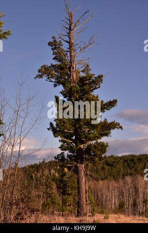 Beautiful scenery of the forest with tall fir trees and a river Stock ...