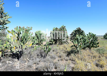 Cactus in the outback, Queensland, Australia Stock Photo - Alamy