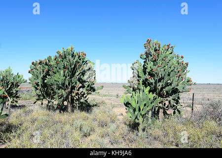 Cactus in the outback, Queensland, Australia Stock Photo - Alamy