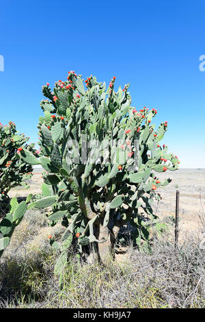 Cactus in the outback, Queensland, Australia Stock Photo - Alamy