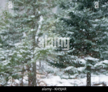 Snow covered trees and falling snow flakes Stock Photo - Alamy