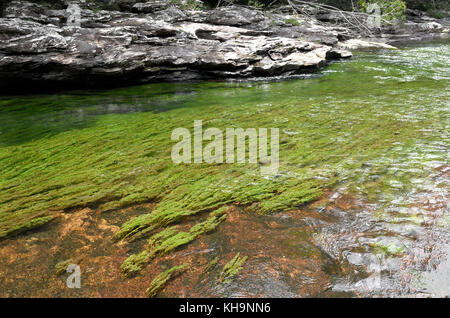 Rhyncholacis clavigera growing green in the shady Pailones river Stock ...