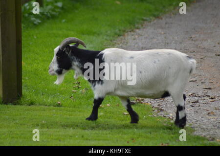 Brown goat walking outdoors Stock Photo - Alamy