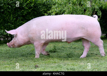 Young pink colored pig sow runs across animal farm Stock Photo - Alamy