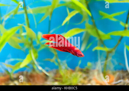 Photo of aquarium cockerel fish in blue water Stock Photo - Alamy