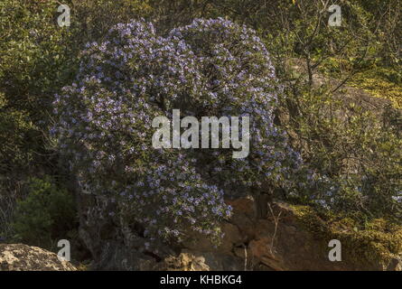 A rare endemic shrubby Gromwell, Lithodora zahnii on limestone cliff ...