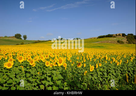Sunflowers field, Tuscany, Italy Stock Photo - Alamy