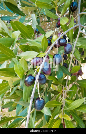 Olives growing in mediterranean climate Stock Photo - Alamy