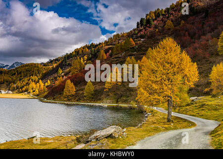 Autumnal discoloured Larches (Larix) with Silser See in front of snow ...