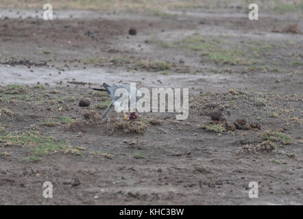 Pallid Harrier (Circus macrourus) eating its prey Stock Photo - Alamy