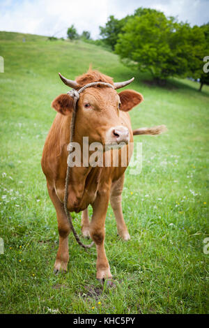 Polish red cow on a green pasture, looking at camera Stock Photo - Alamy