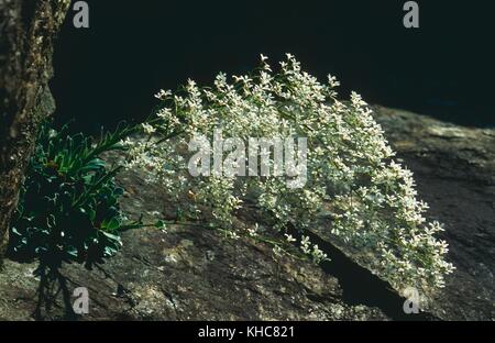 Pyramidal saxifrage, Saxifraga cotyledon in flower in the Alps Stock ...